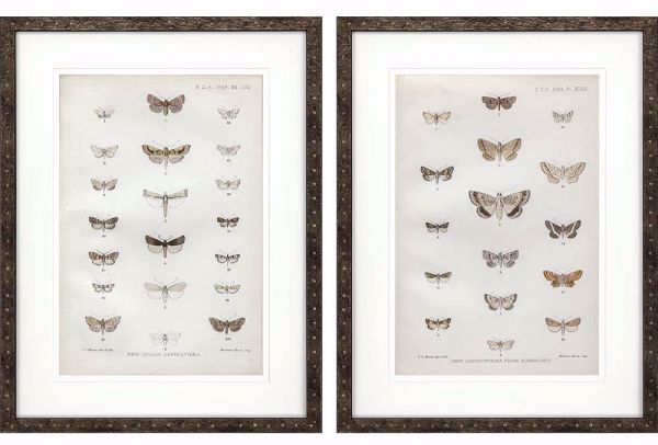 LEPIDOPTERA (SET OF 2) | Adcock Furniture & Design